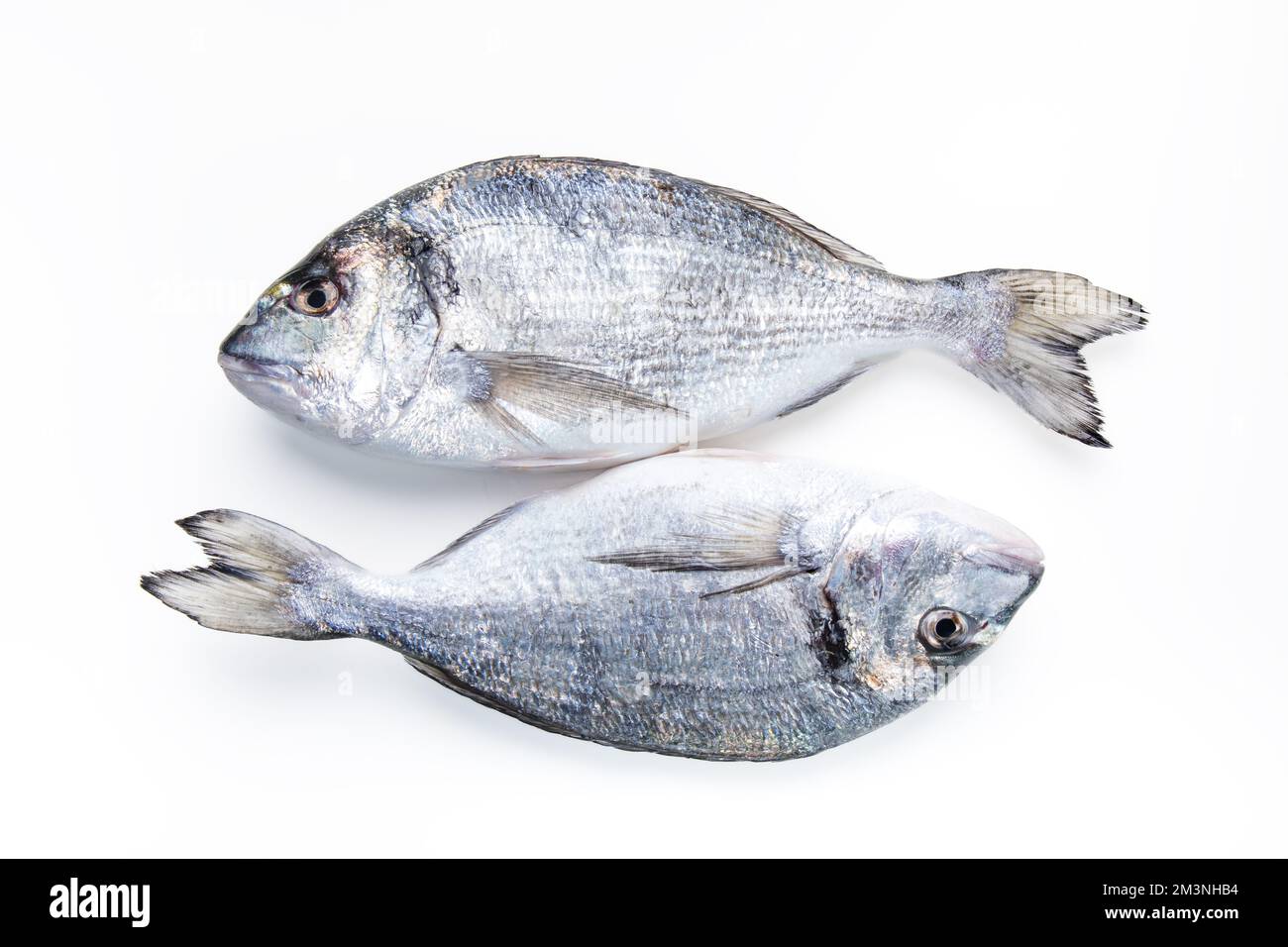 Two Sea Breams on the white background. Two fresh raw sea organic ...