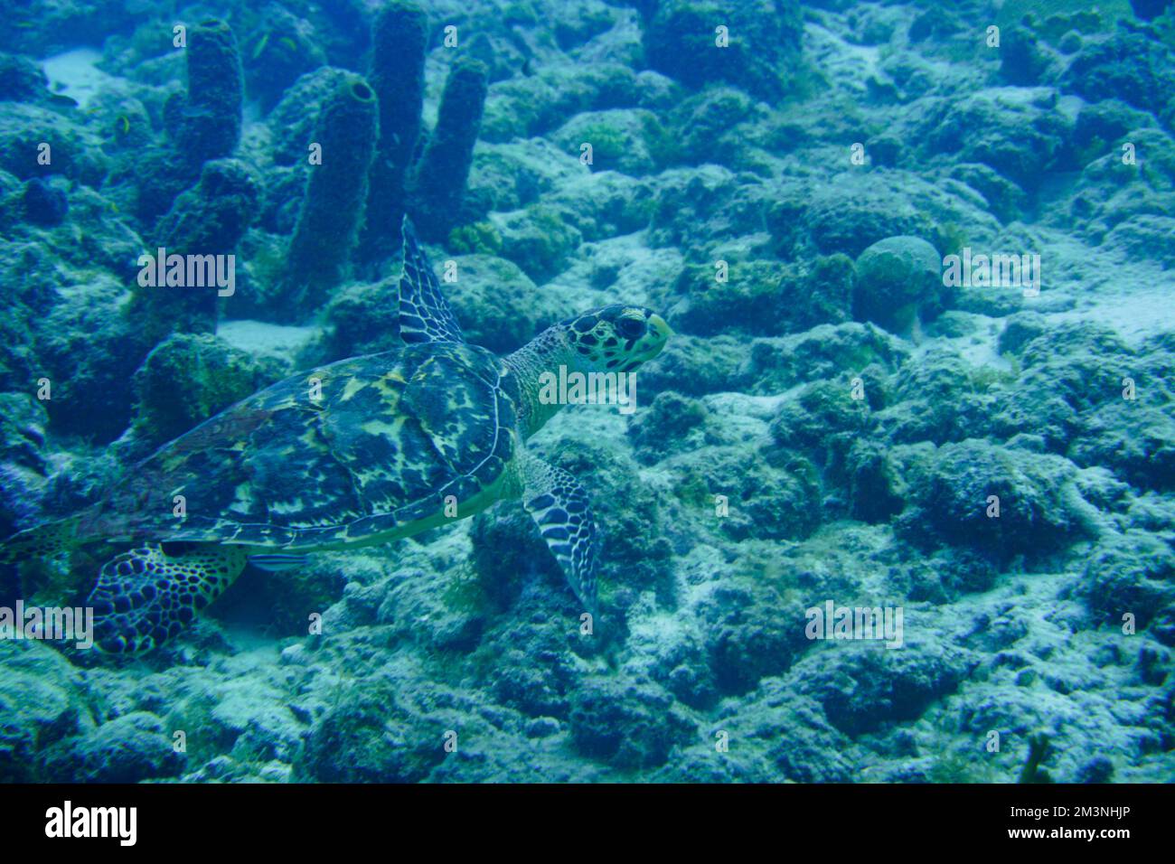 Beautiful Green Sea Turtle Swimming In The Caribbean Sea. Blue Water ...