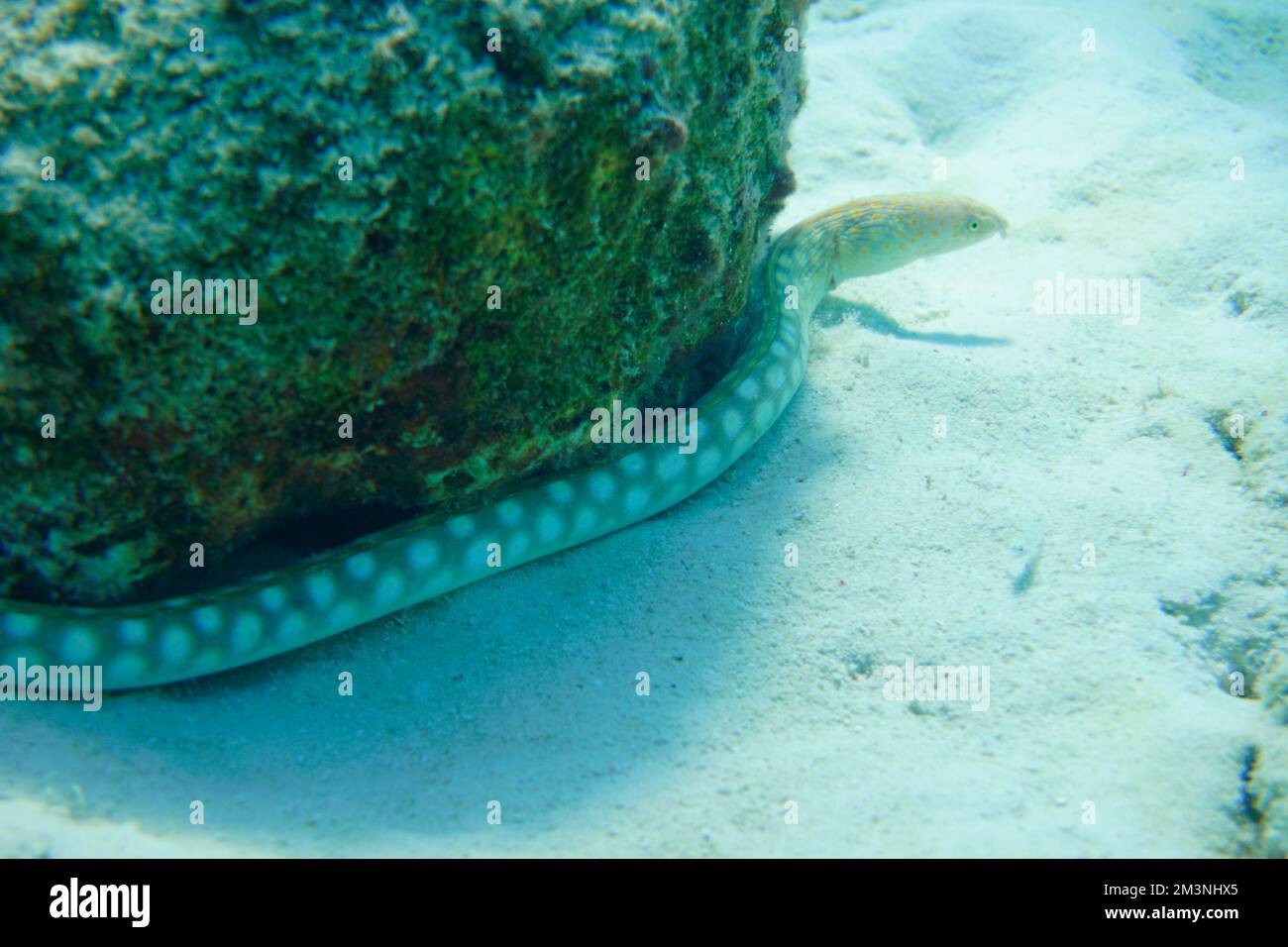 A beautiful spotted moray eel in the colourful coral reef. Scuba Diving ...