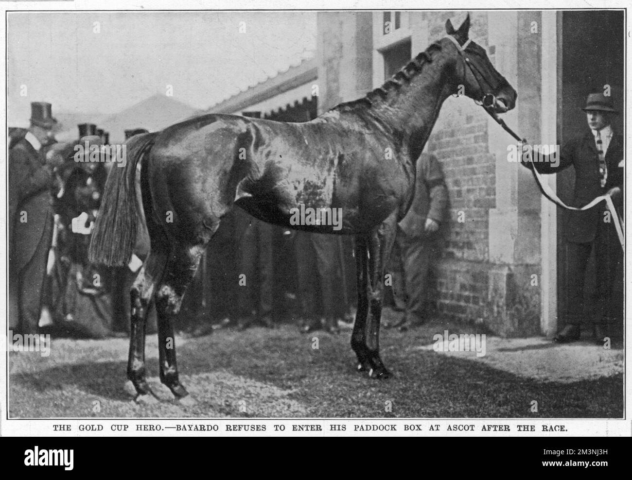 The British thoroughbred racehorse, Bayardo, refuses to enter the ...