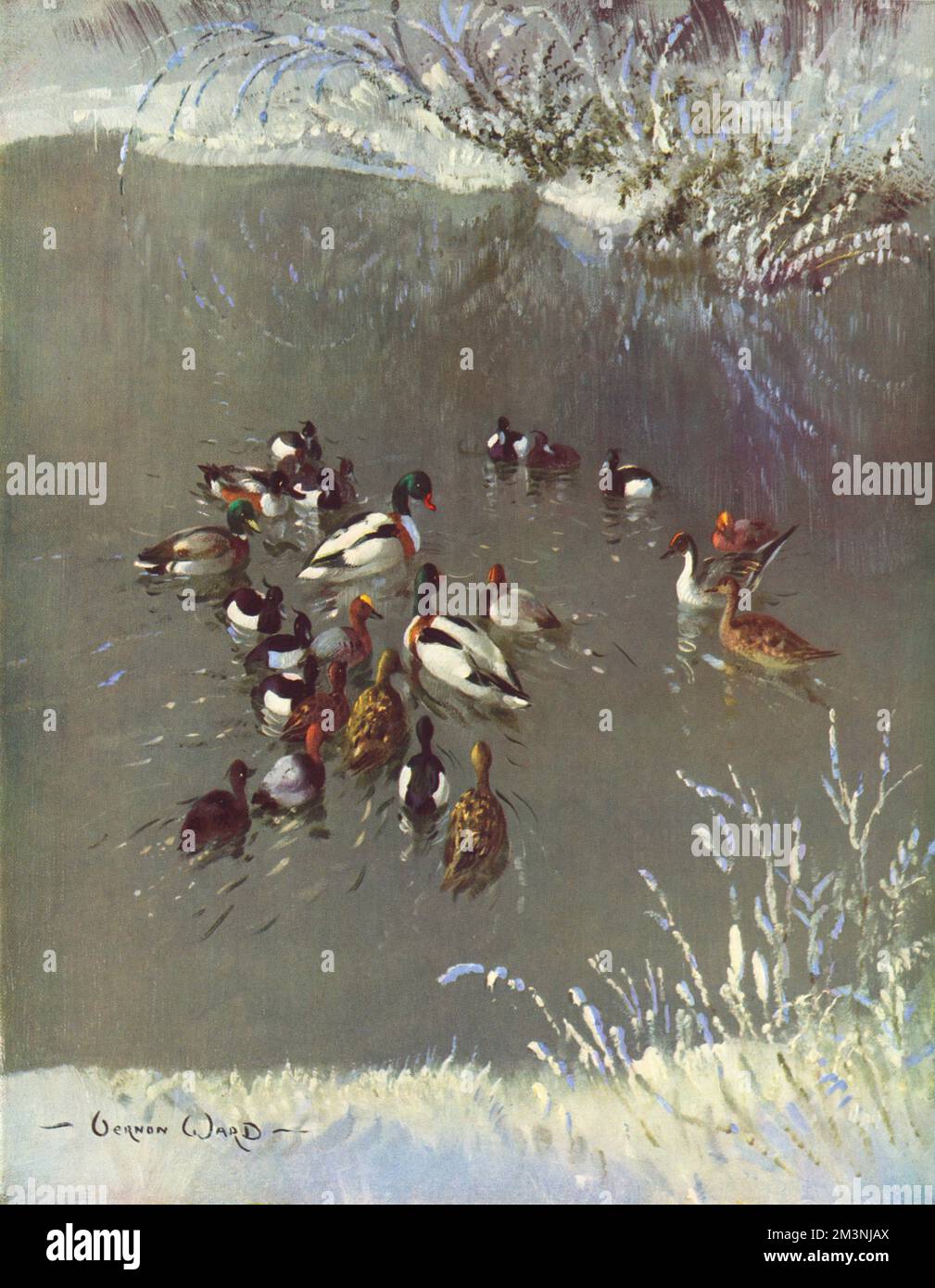 A group of waterfowl on a lake in a London park including a tufted duck ...