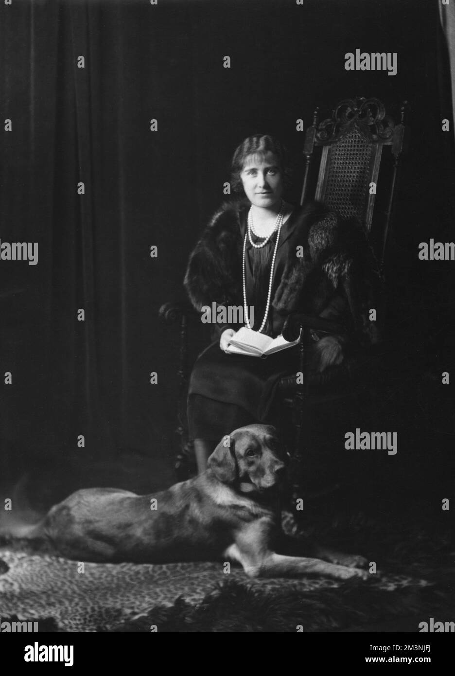 Labrador ii hi-res stock photography and images - Alamy