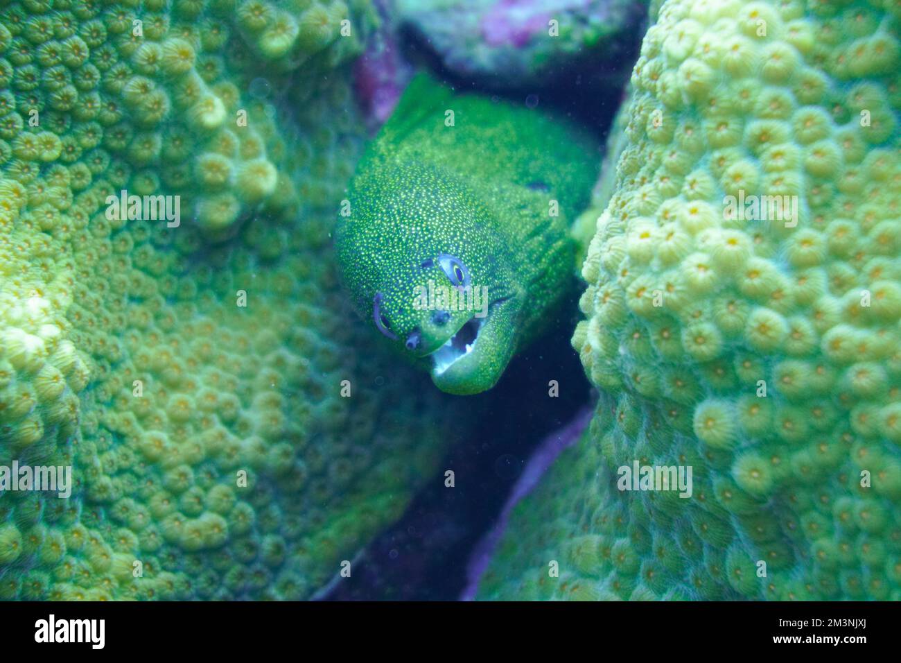 A beautiful spotted moray eel in the colourful coral reef. Scuba Diving ...