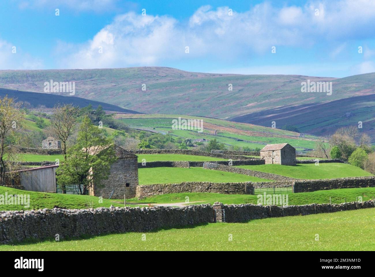 Looking south over Swaledale, near Gunnerside. Barns and dry stone ...