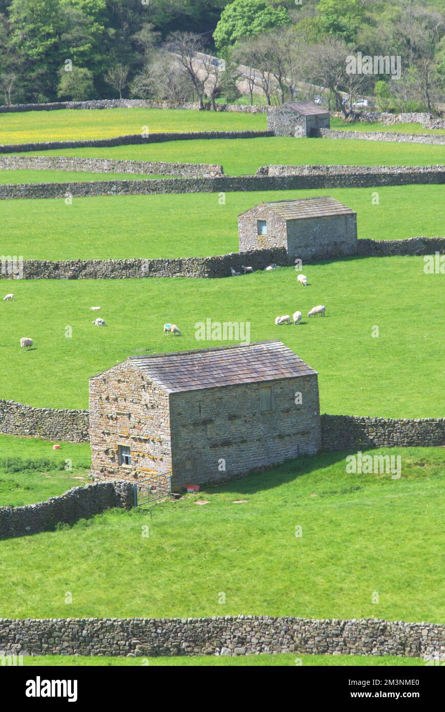 Looking south over Swaledale, at Gunnerside. Barns and dry stone walls ...
