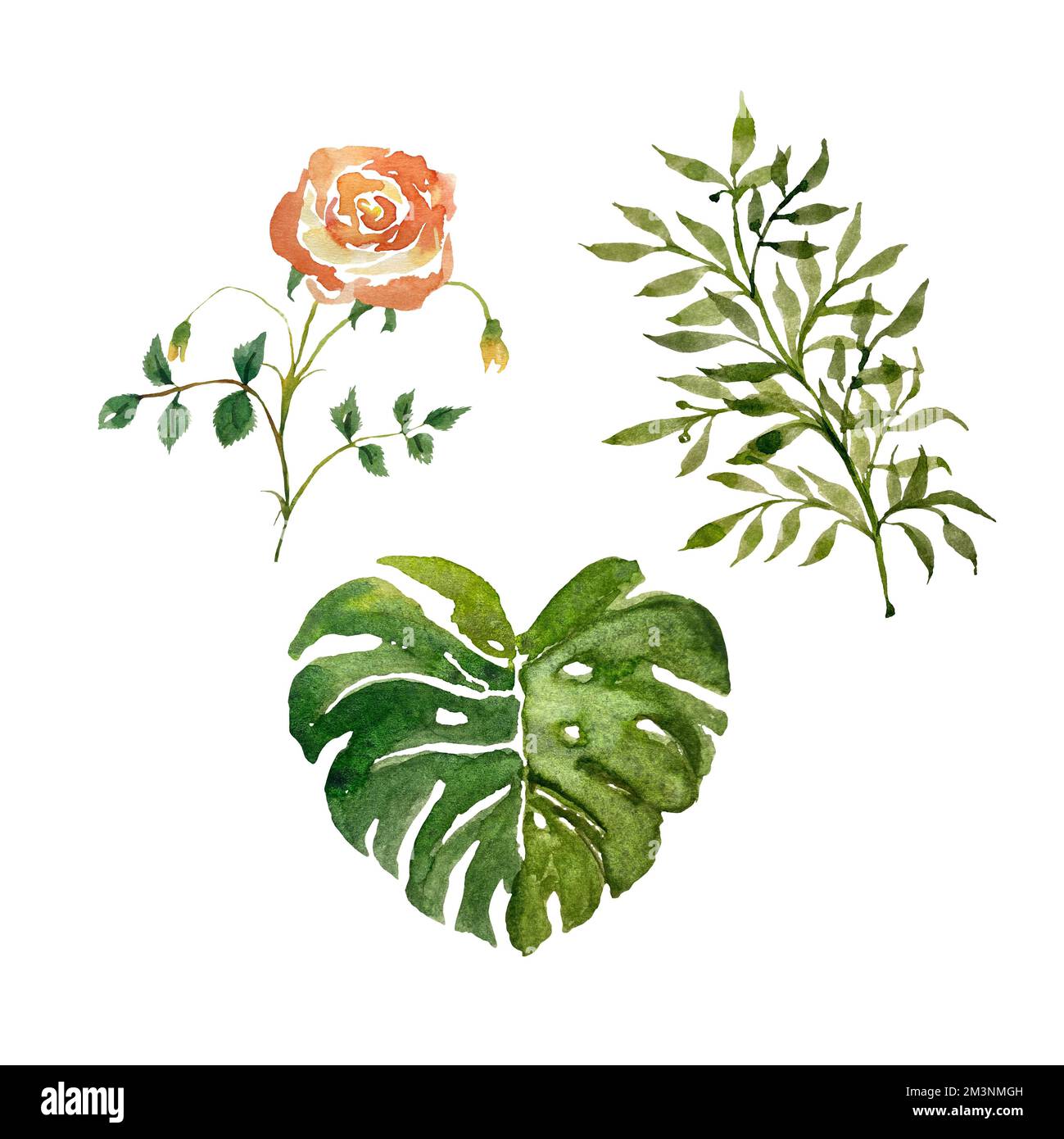 Rose flower palm leaf branch green watercolor Stock Photo - Alamy