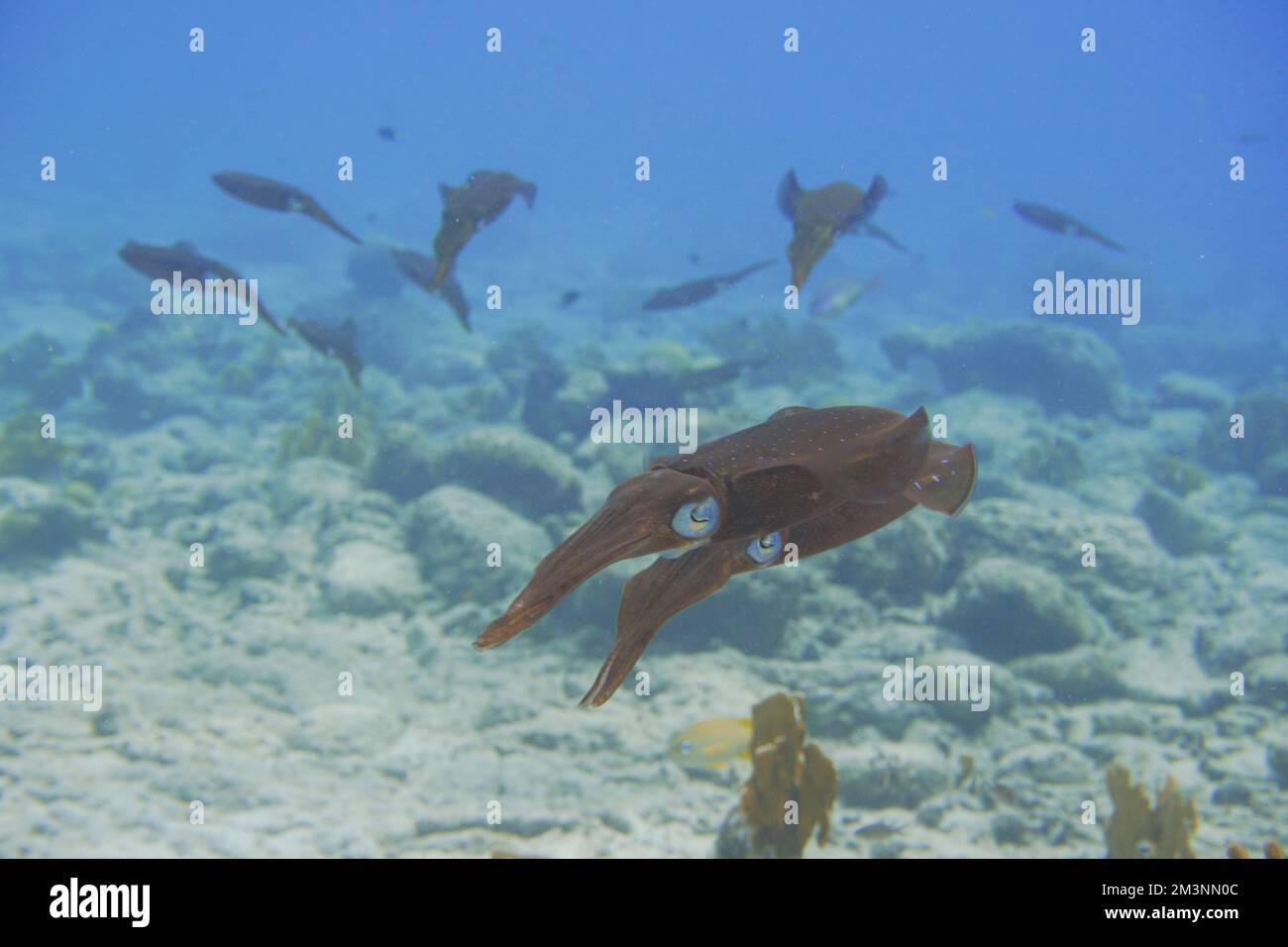 Beautiful brown squid swimming in the blue waters of the Caribbean sea ...