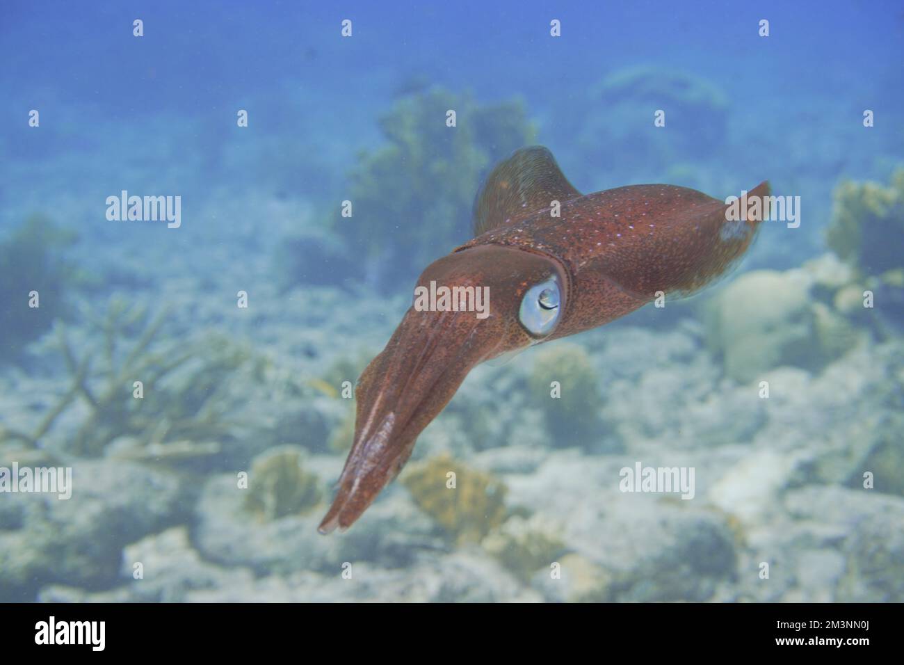 Beautiful brown squid swimming in the blue waters of the Caribbean sea ...