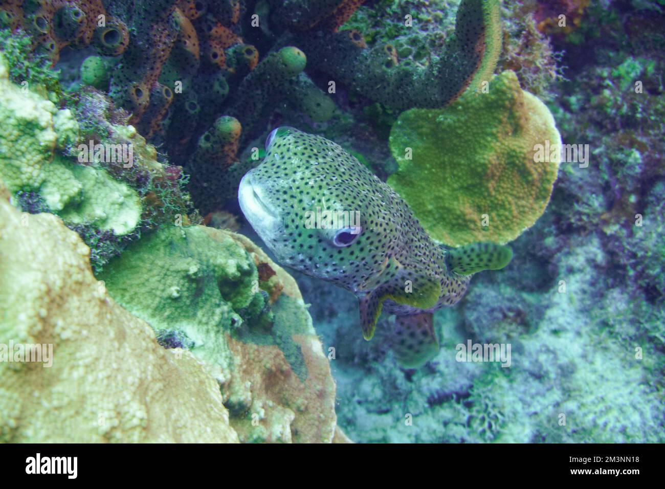 Porcupine fish, pufferfish with military camo pattern Fugu In The ...
