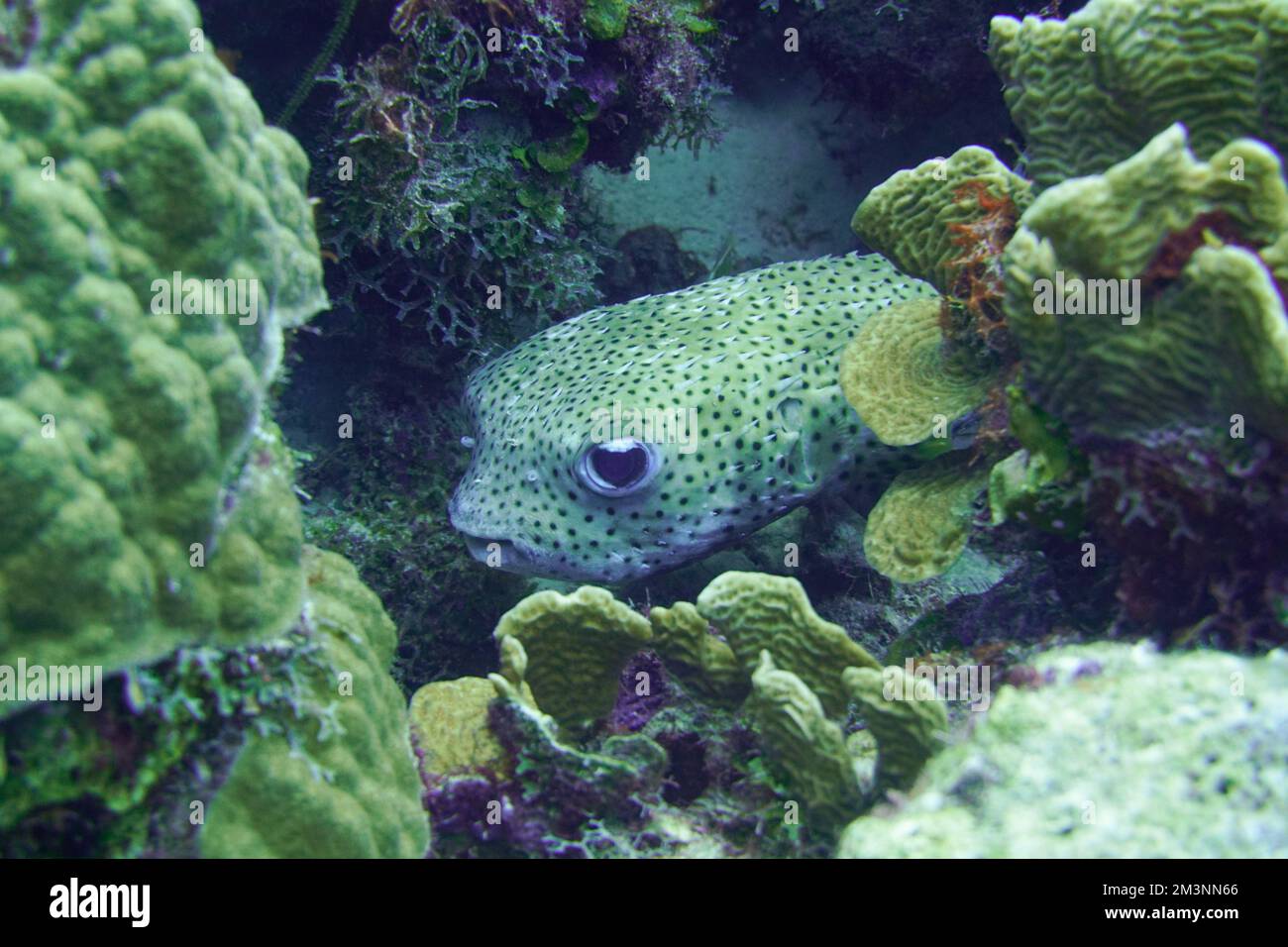 Porcupine fish, pufferfish with military camo pattern Fugu In The ...