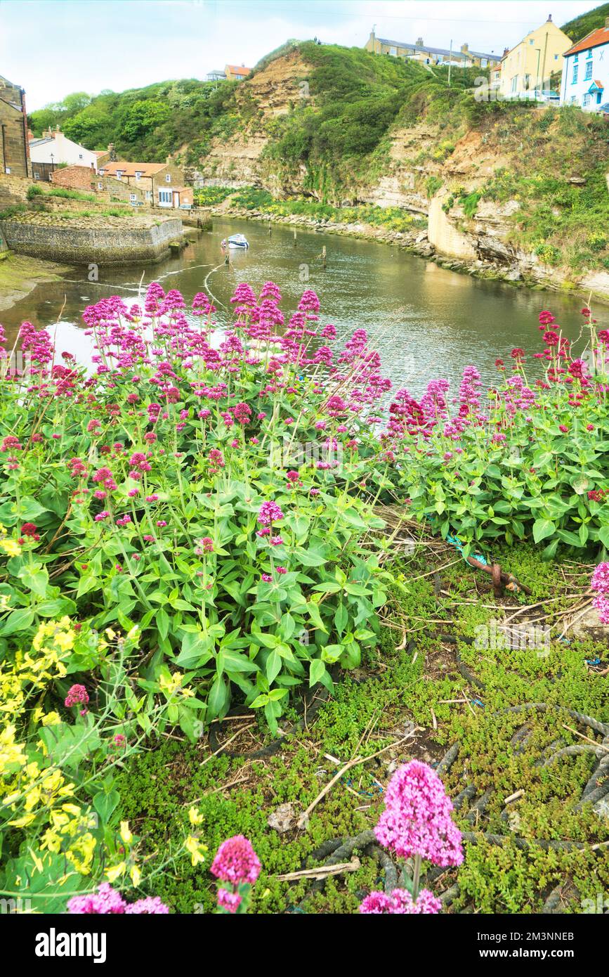 Looking west up Staithes Beck (river) at the quaint ancient fishing ...