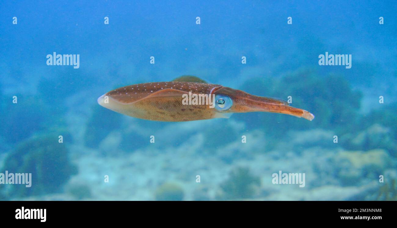 Squiddies hi-res stock photography and images - Alamy