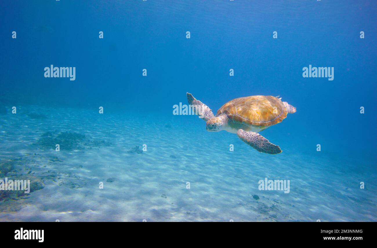 Beautiful Green Sea Turtle Swimming In The Caribbean Sea. Blue Water ...