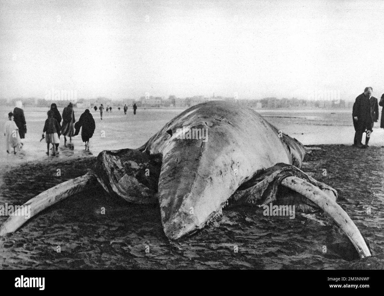 Decomposing whale carcass Stock Photo - Alamy