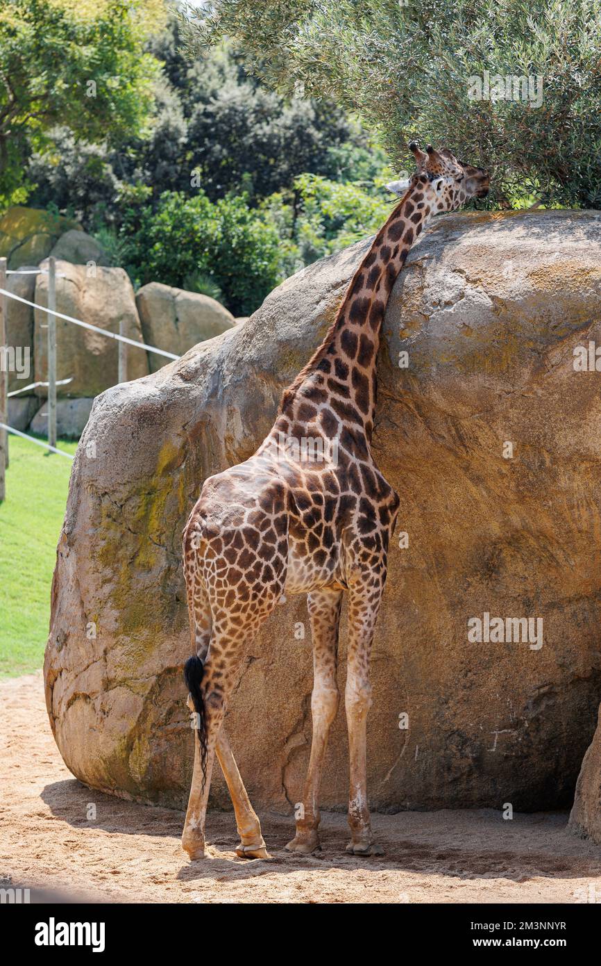 Giraffe in its Natural Environment, Animal Theme Stock Photo - Alamy