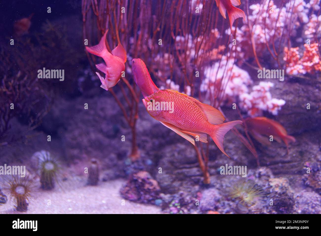 Pink Fishes and Corals inside a Big Blue Aquarium Tank Stock Photo - Alamy