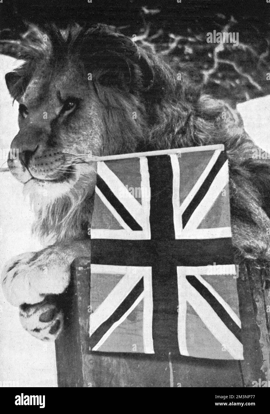 Rex the lion Black and White Stock Photos & Images - Alamy