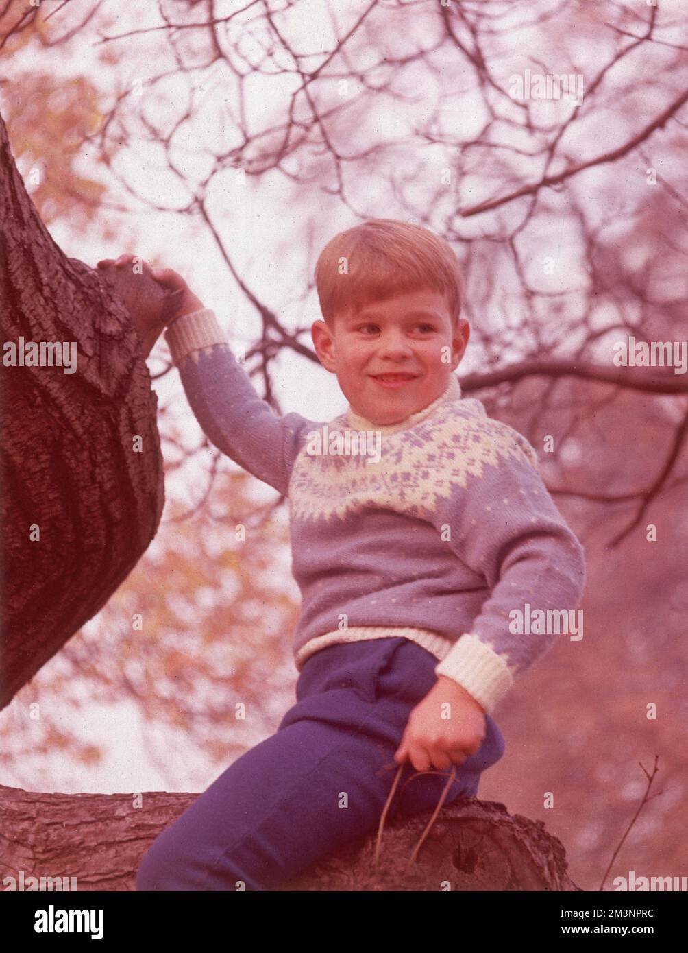 Prince Andrew (now Duke of York) climbing a tree at the age of six ...