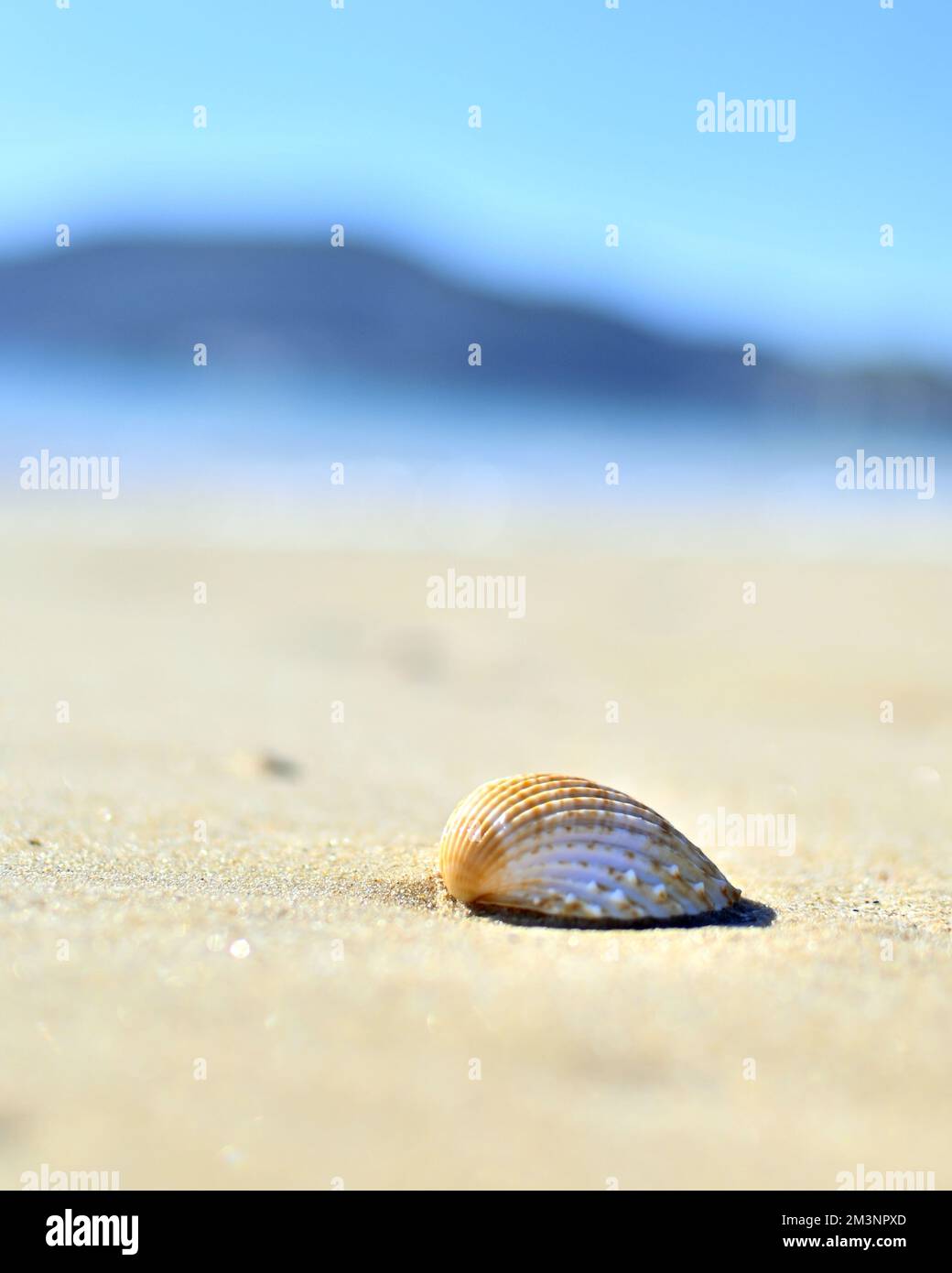 A vertical macro of a seashell on the beach Stock Photo - Alamy
