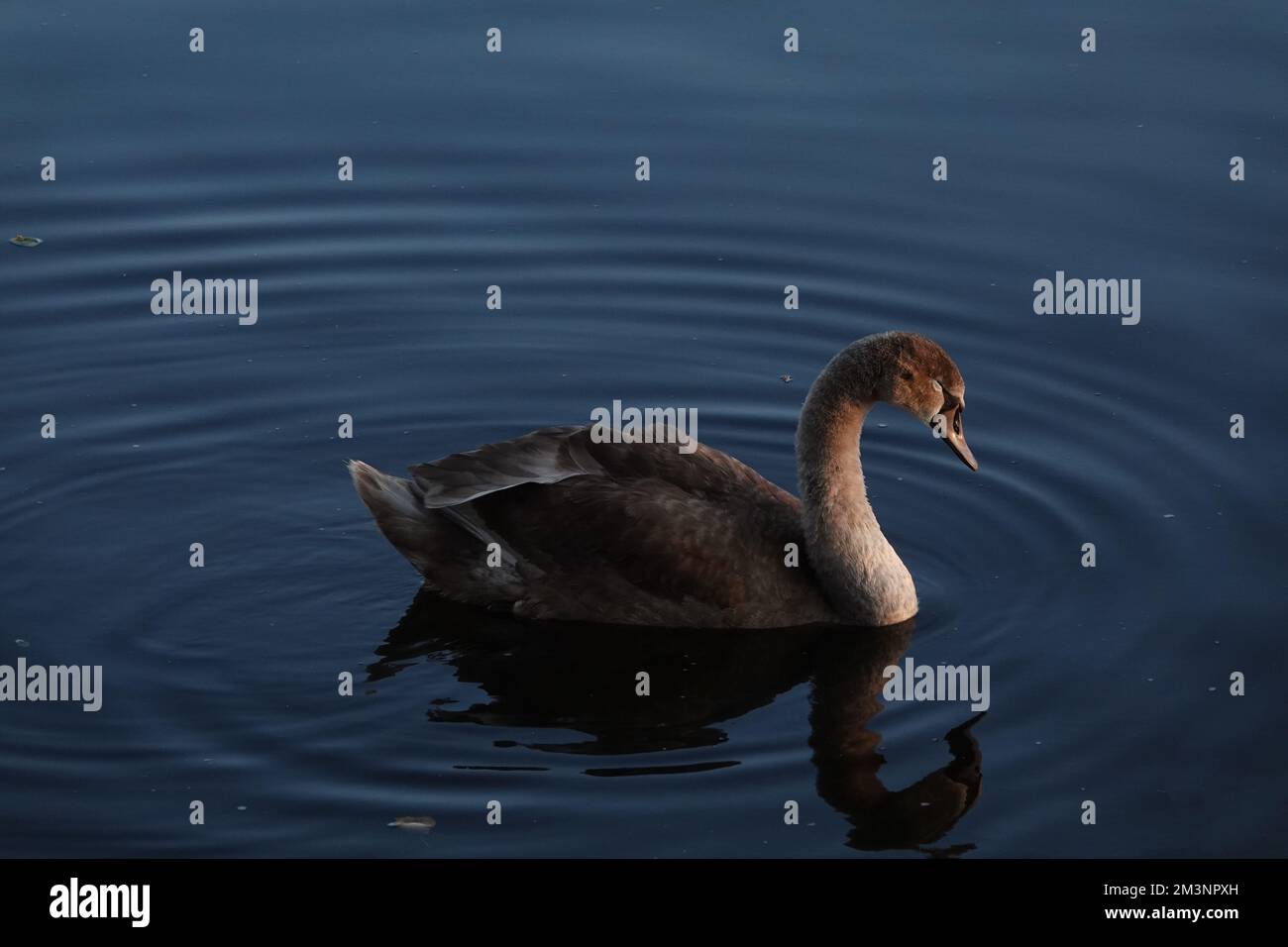 Beautiful young brown Mute swan on a crystal clear deep blue lake ...