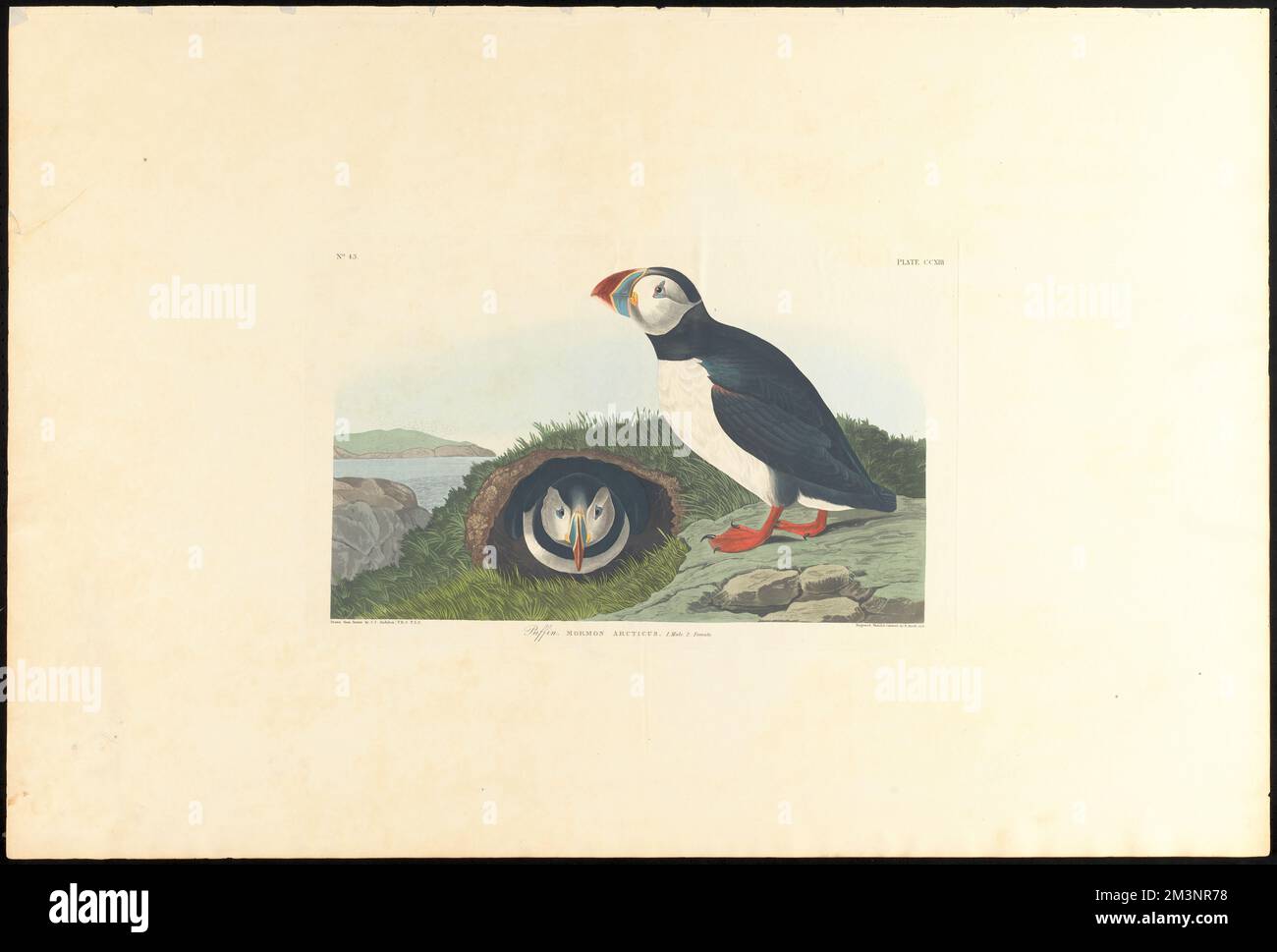 Atlantic puffin artwork hi-res stock photography and images - Alamy