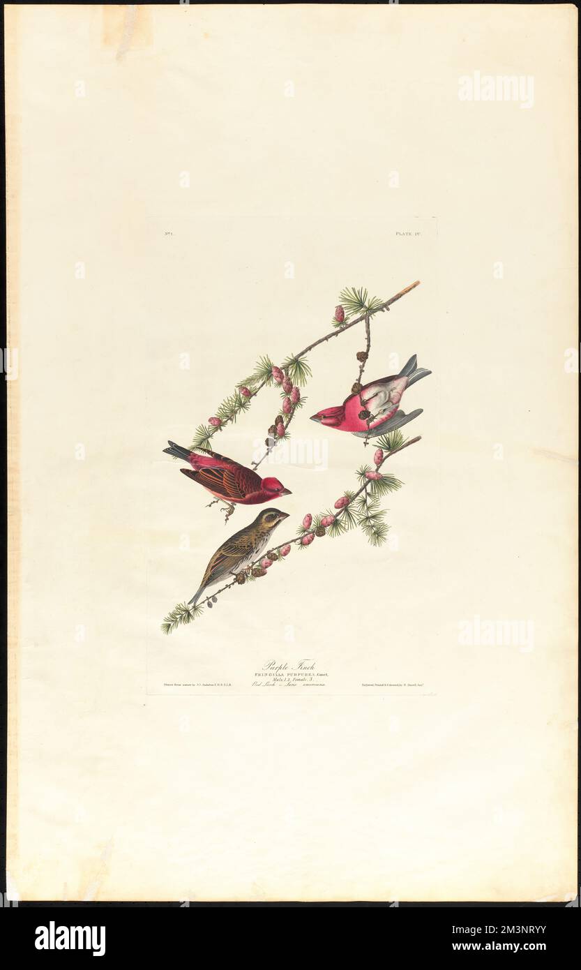 Purple finch : Fringilla purpurea, Gmel. Male, 1, 2. Female, 3. Red ...