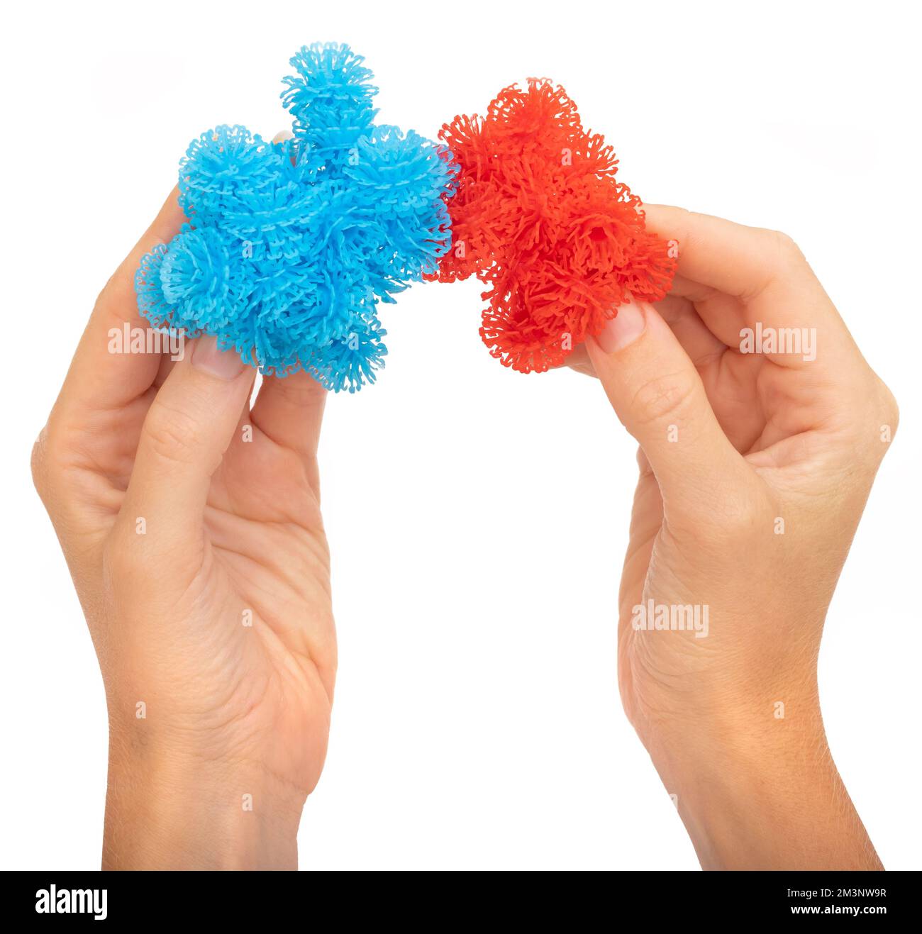 The view of hands holding orange and blue thorn ball clusters before a ...