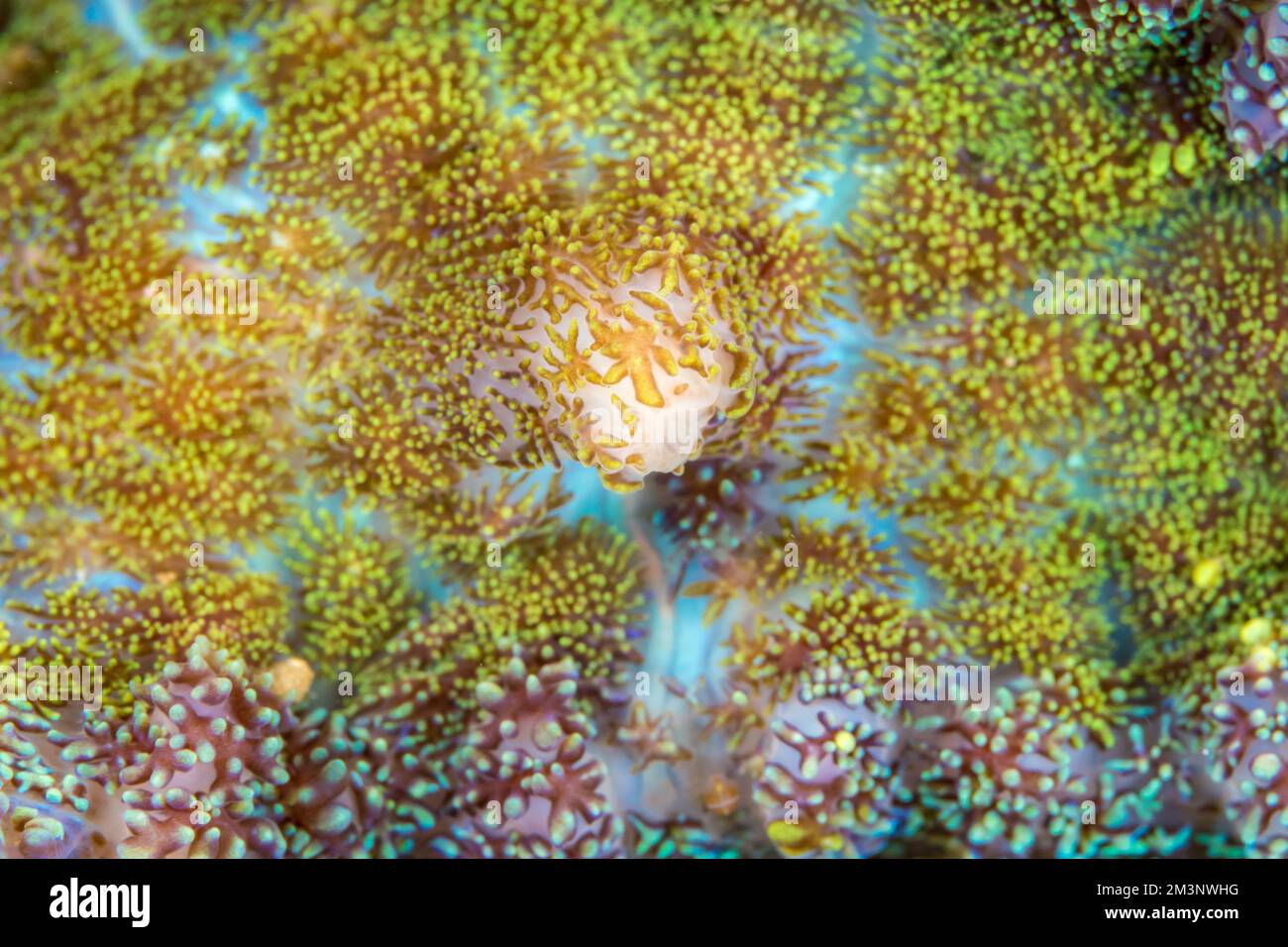 Close up colorful vibrant detail of coral poly colony on healthy ...
