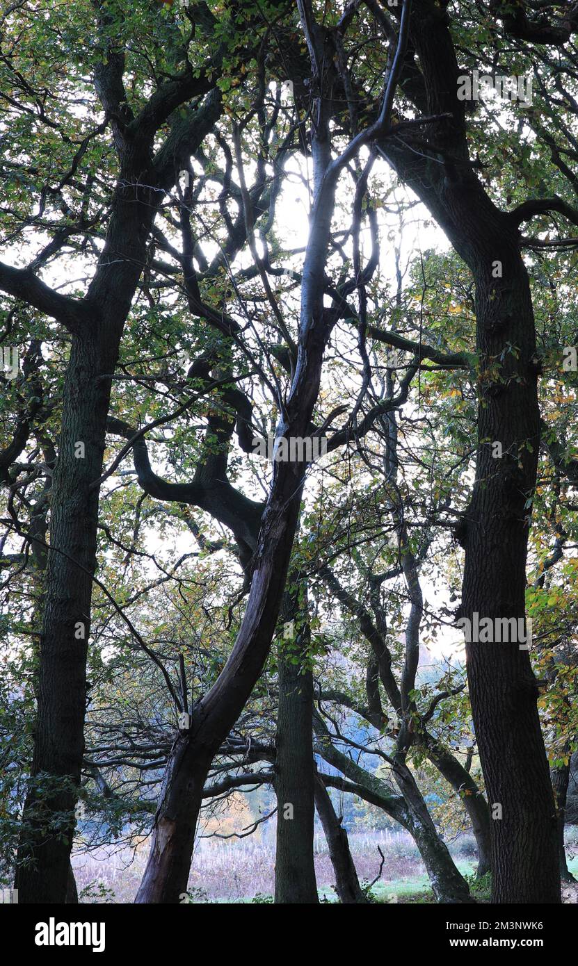 A vertical shot of a forest at Sutton park Birmingham Stock Photo - Alamy
