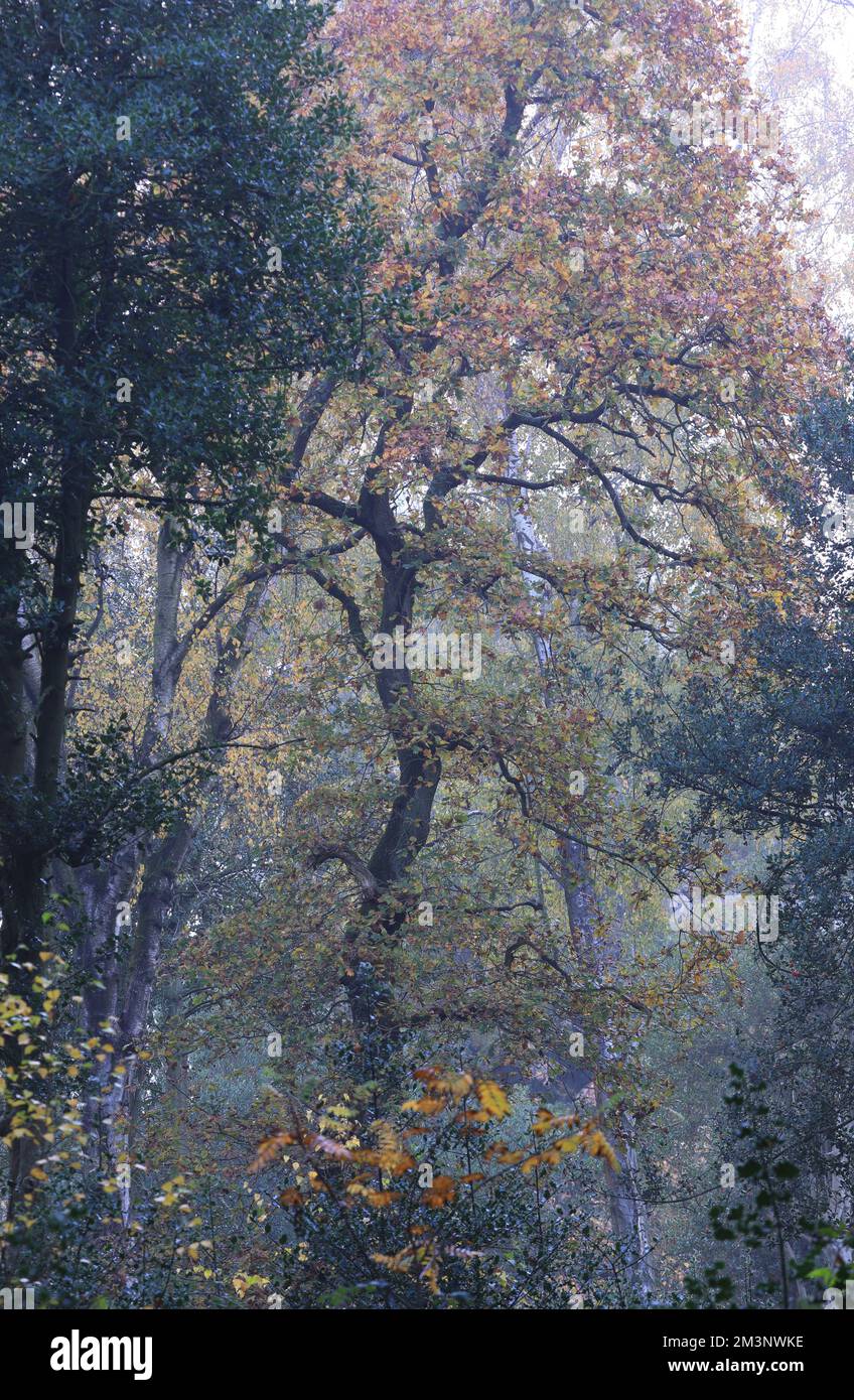 A vertical shot of a forest at Sutton park Birmingham Stock Photo - Alamy
