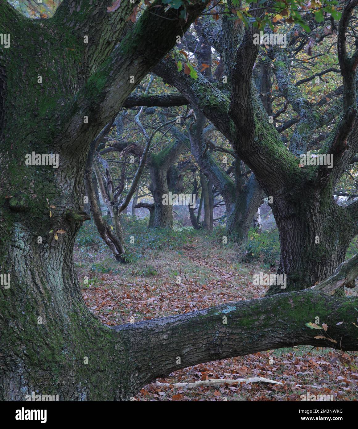 The Sutton park Birmingham in UK Stock Photo - Alamy