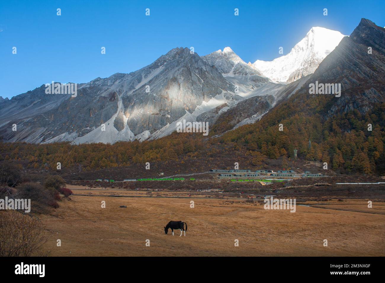 Lourong meadow, Yading National Nature Reserve, Riwa Town, Daocheng ...