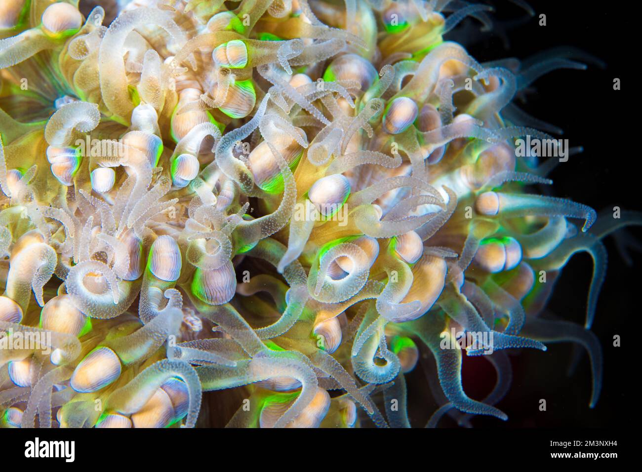 Close up colorful vibrant detail of coral poly colony on healthy ...