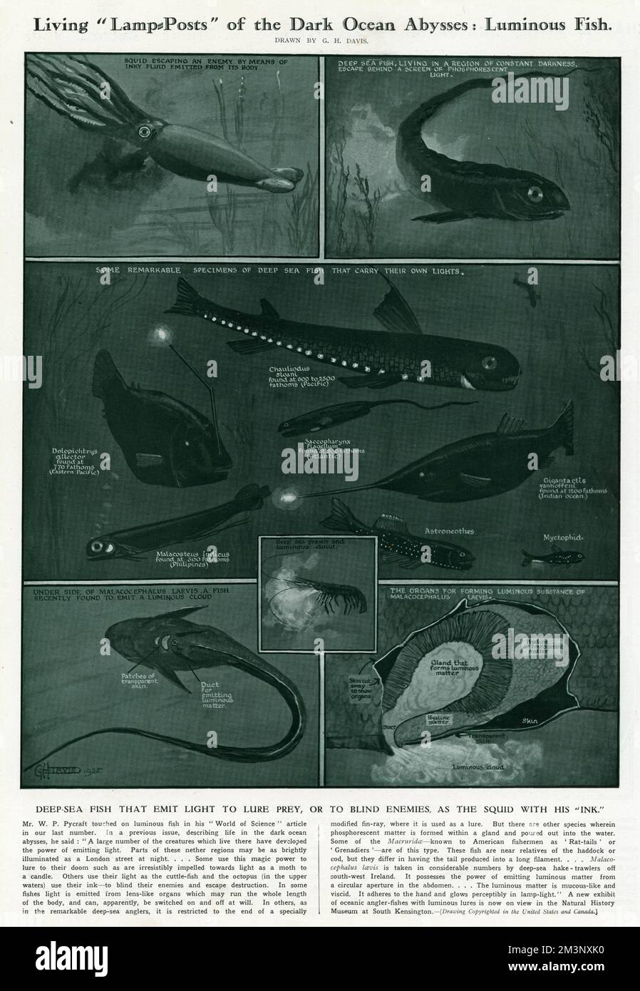 George g fish hi-res stock photography and images - Alamy