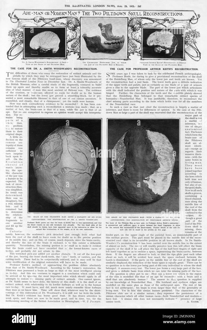 Piltdown Man: brain capacity compared Stock Photo - Alamy