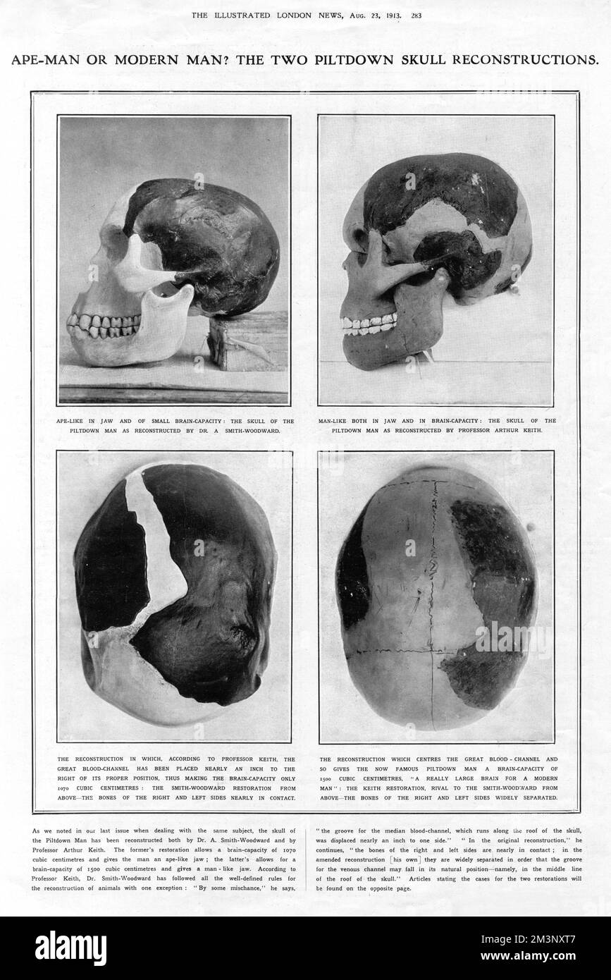 Piltdown Man: reconstructed skulls compared Stock Photo - Alamy