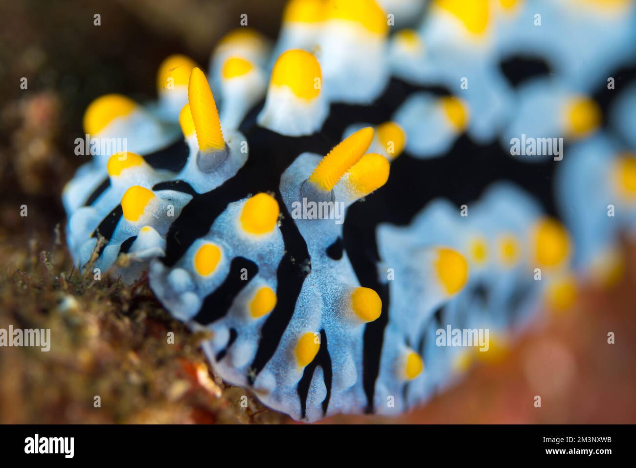 Colorful nudibranch sea slug on coral reef in papua Stock Photo - Alamy
