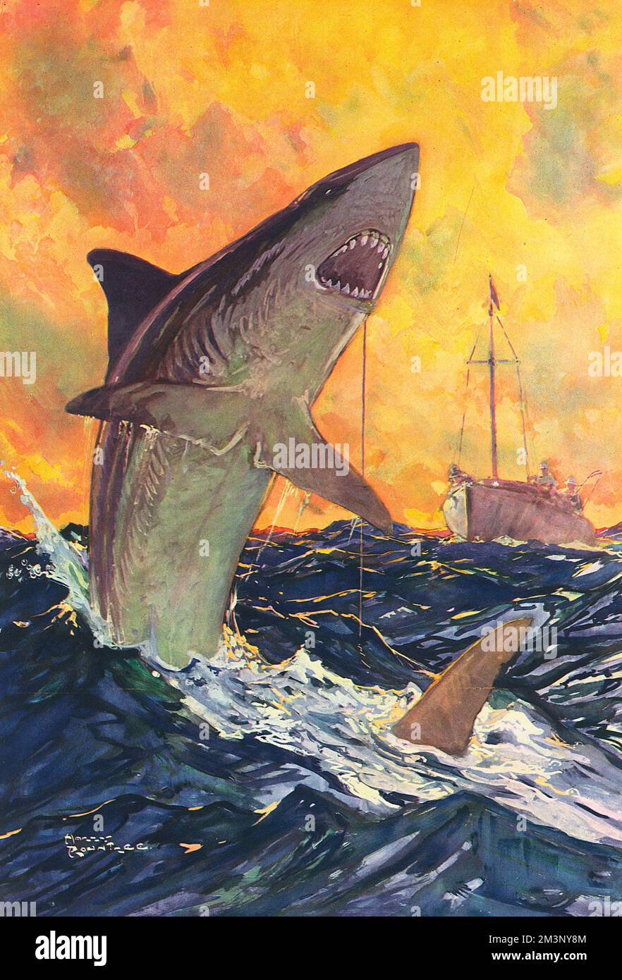 A Mako Shark Hooked Stock Photo - Alamy