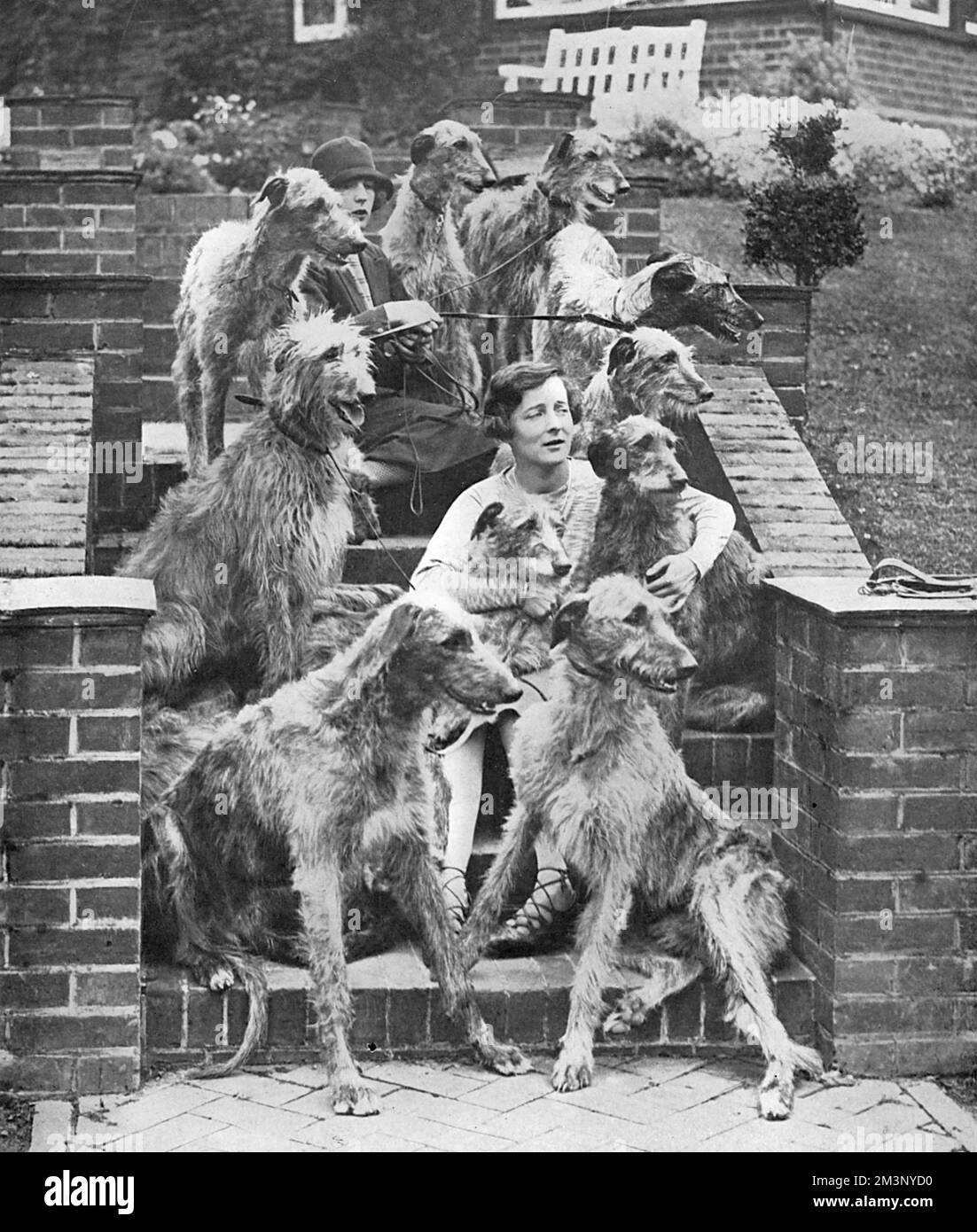 Miss Richmond and her deerhounds Stock Photo - Alamy
