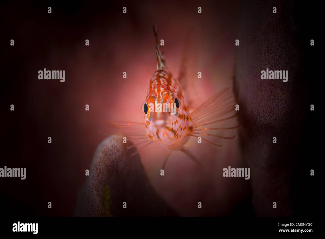 Indonesia coral reef fish hi-res stock photography and images - Alamy