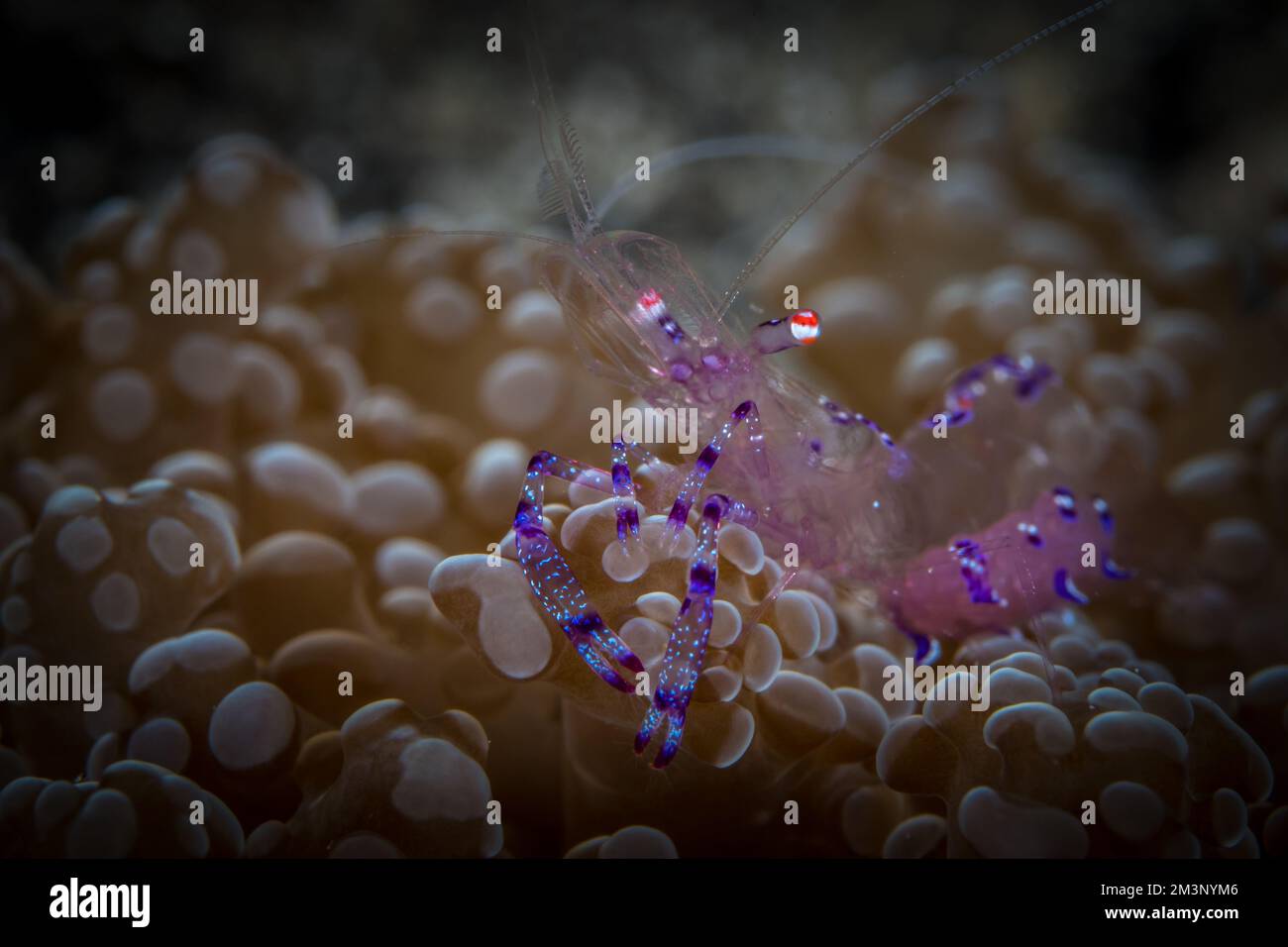 Cleaner shrimp on coral reef in Papua Stock Photo - Alamy