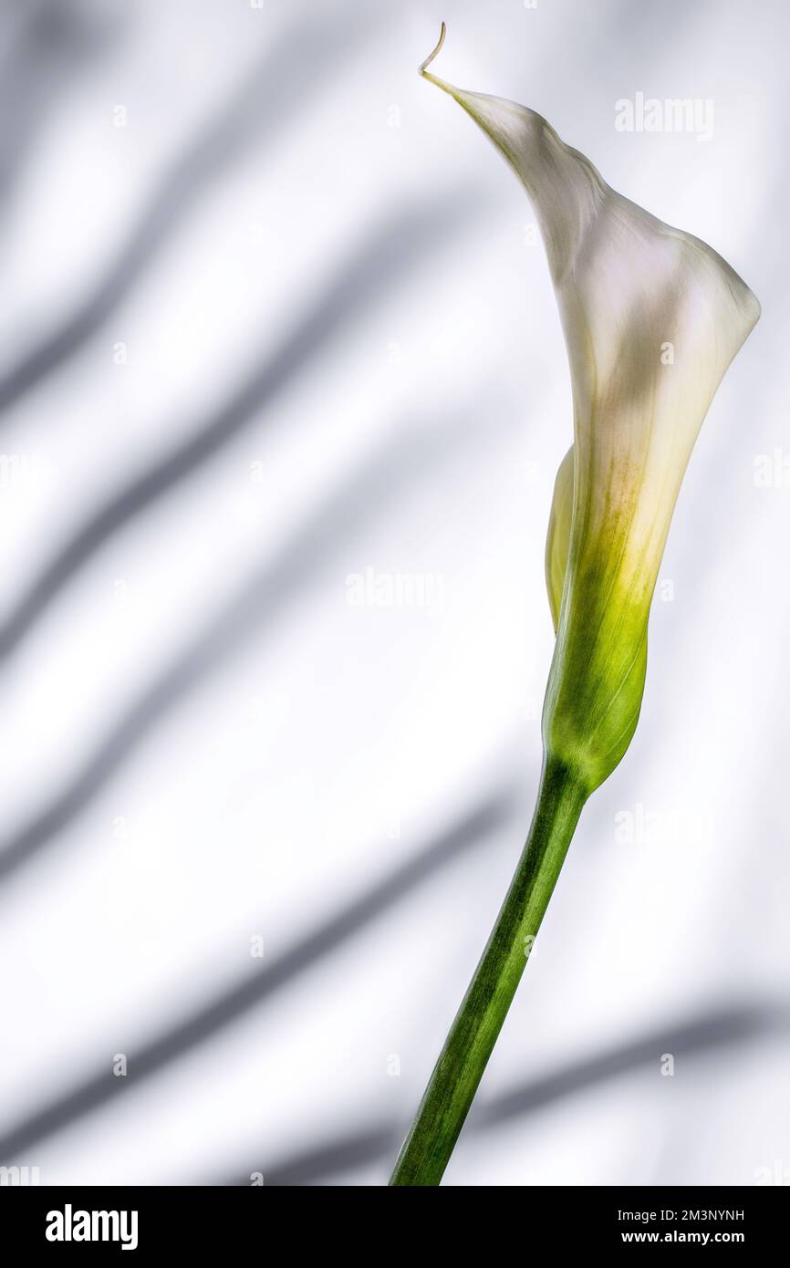A vertical shot of an arum lily flower with shadows on the white ...