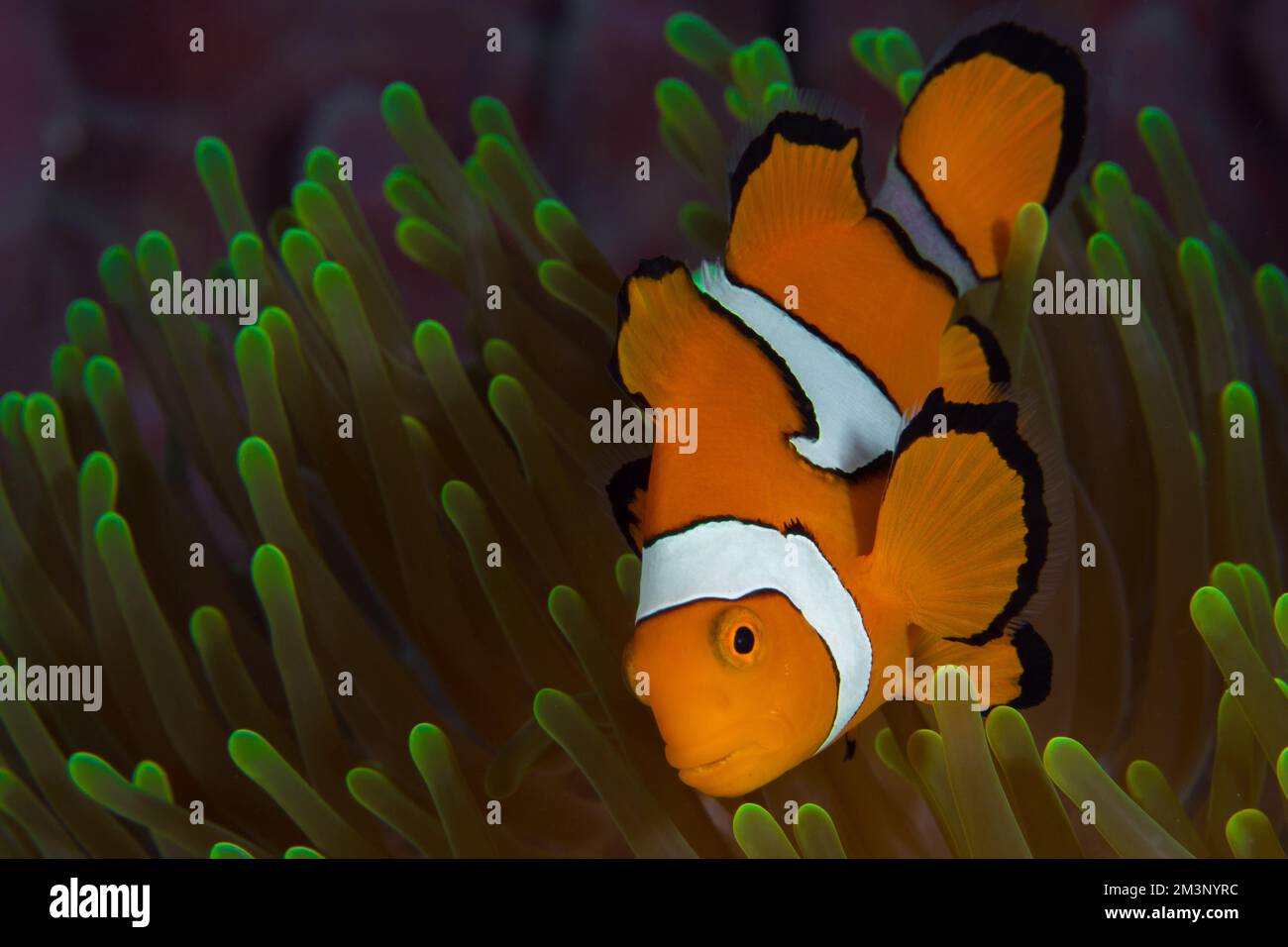 Cute fish australia hi-res stock photography and images - Alamy