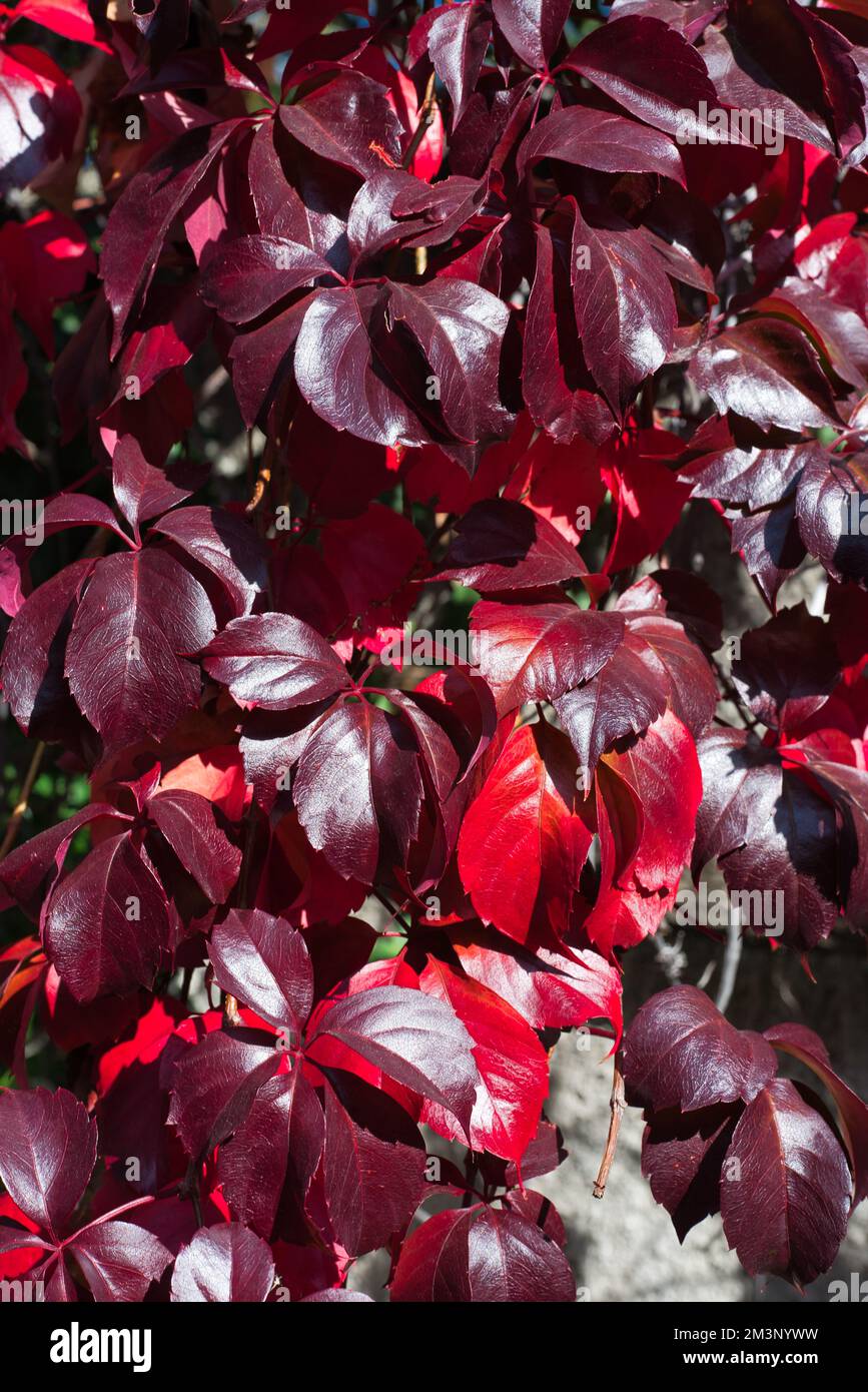 Yellow, orange, red and brown. In the autumn of the trees, the leaves ...