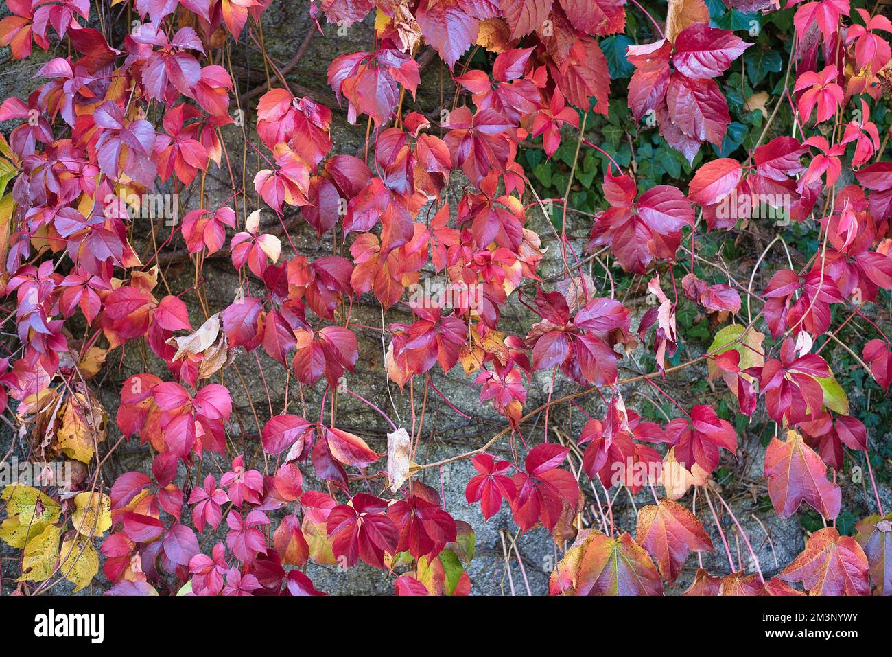 Yellow, orange, red and brown. In the autumn of the trees, the leaves ...