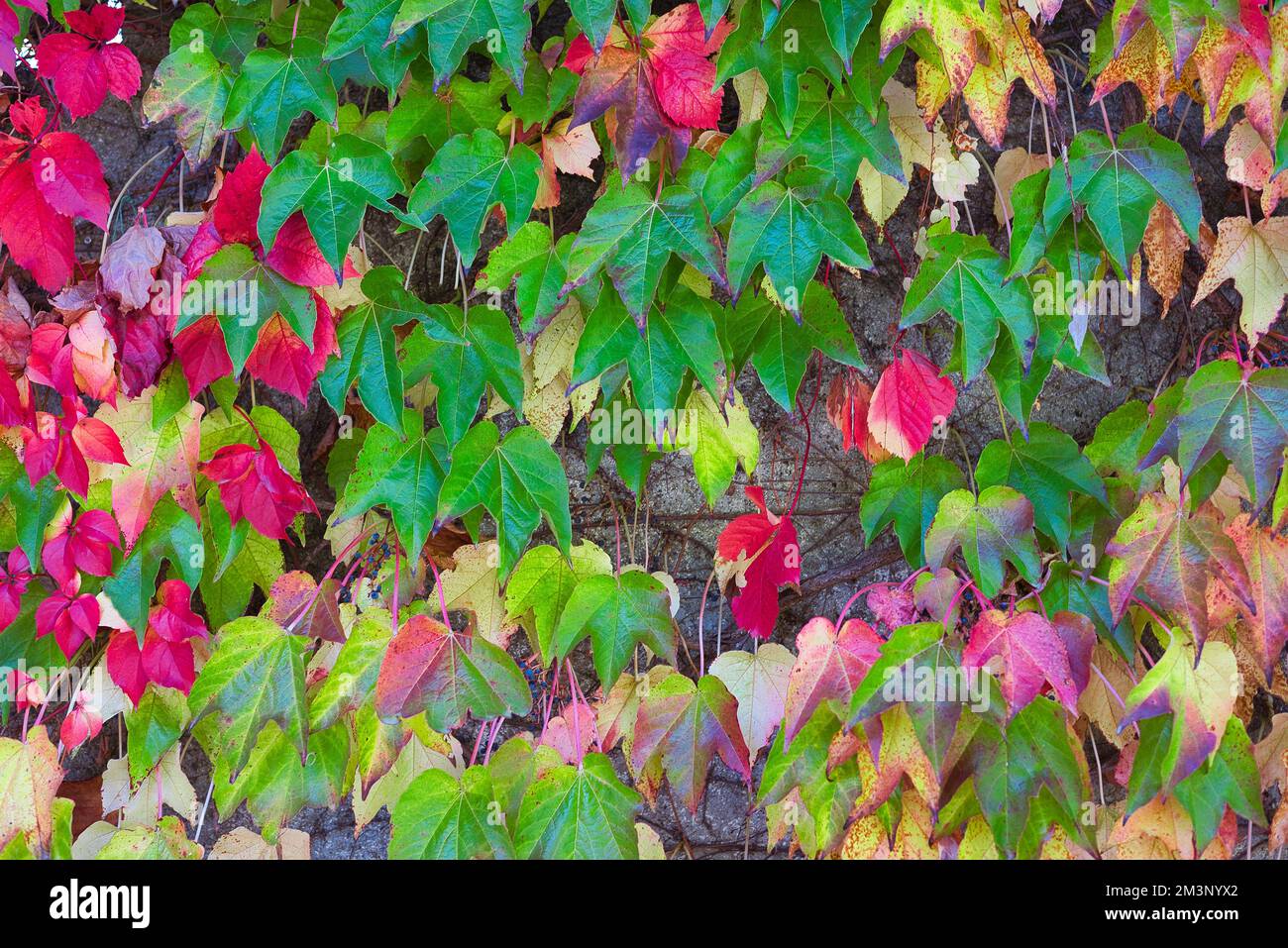 Yellow, orange, red and brown. In the autumn of the trees, the leaves ...
