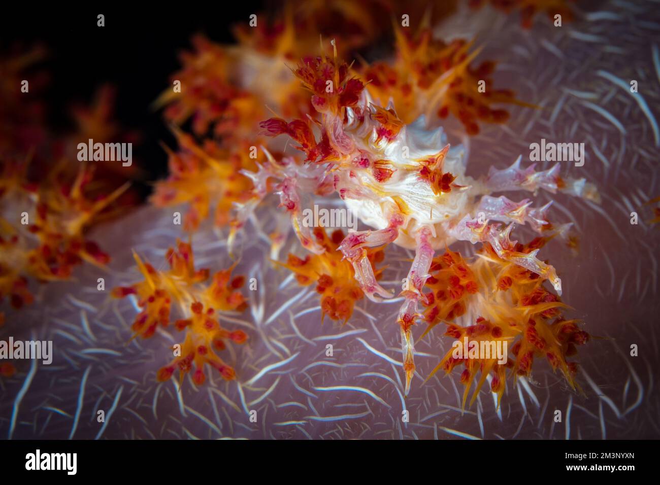 Pink candy crab camouflaging on coral reef Stock Photo - Alamy