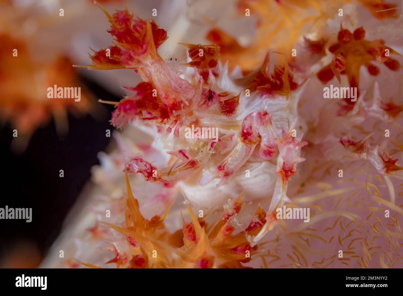 Pink candy crab camouflaging on coral reef Stock Photo - Alamy
