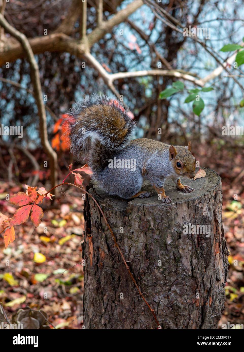 Squirrel leaning on a cut trunk with foliage background Stock Photo - Alamy
