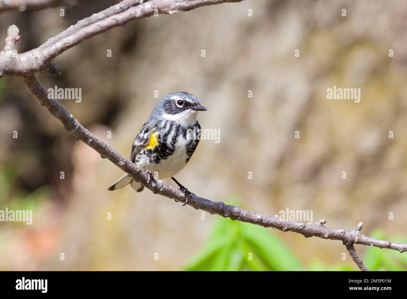 Yellow-rumped Warbler searches for insects while perched on a dead tree ...